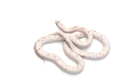 12 Common White Snakes (Pictures, Level of Dagner, and More) - NewsBreak