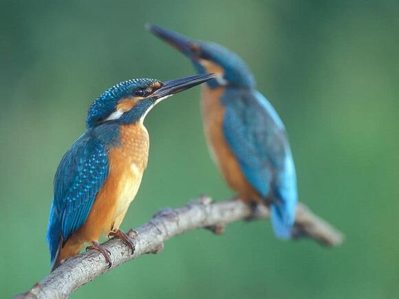 Nature’s Most Jaw-Dropping Shades of Blue - NewsBreak