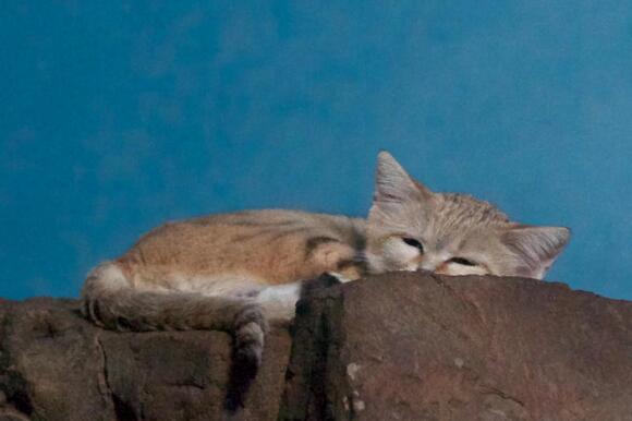 What Happens If You Interrupt a Cat’s Emotional Routine? - NewsBreak