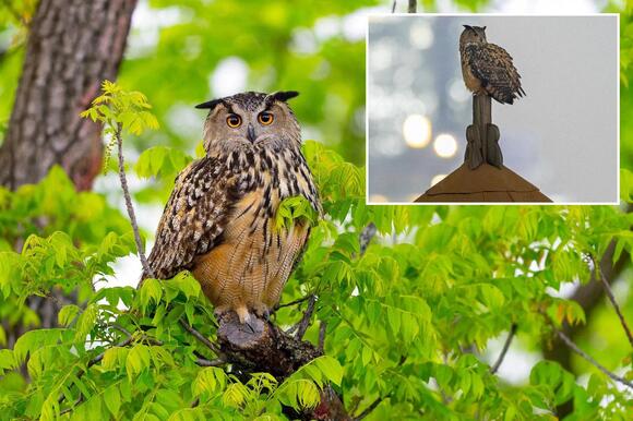 Flaco’s life and death another example of NYC progressivism gone awry ...