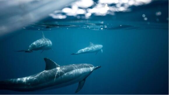 Why Dolphins are Known for Their Impeccable Hygiene - NewsBreak