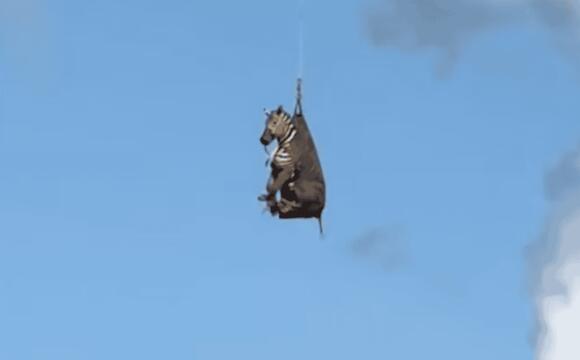 Ed the Zebra’s Great Escape - NewsBreak
