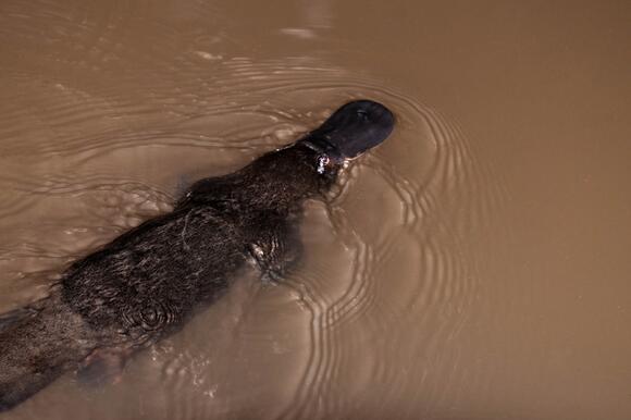 When Platypuses Close Their Eyes, Ears, and Nostrils, They Basically Go ...
