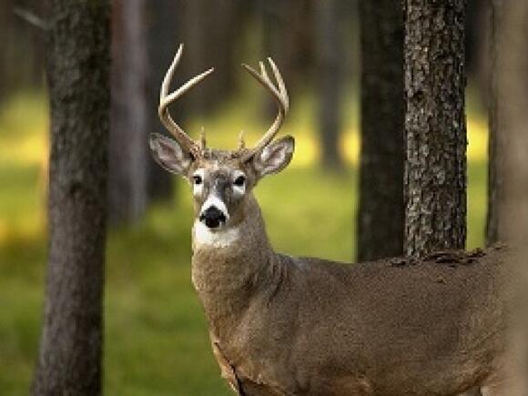 Natural Resources Commission eliminates limited firearms zone for deer ...
