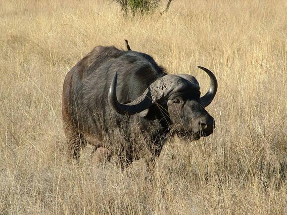 17 Surprising Facts About the American Bison - NewsBreak