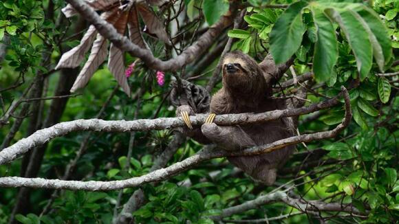 Why Sloths Risk Their Lives to Poop on the Ground - NewsBreak