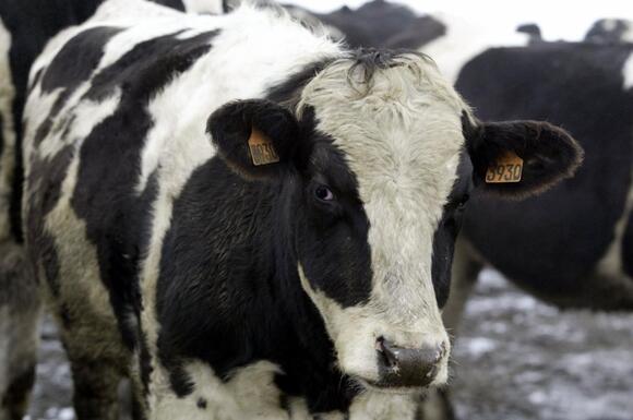 Loose cow prompts lockdown at Nebraska school - NewsBreak