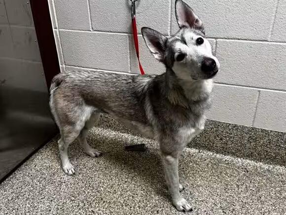 🐶 Playful, Gentle & Loyal Dogs Ready for Adoption in Colorado Springs ...