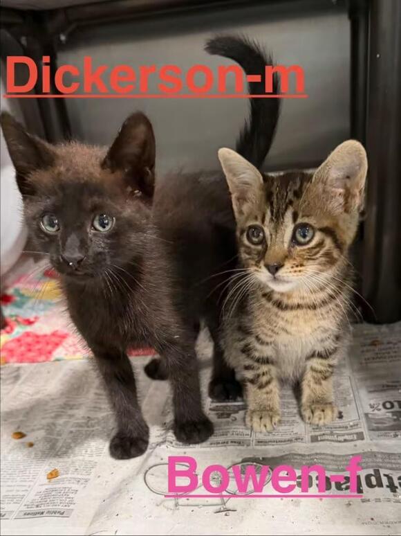 🐱 Playful Kittens Ready for Adoption in Brookhaven, MS - NewsBreak