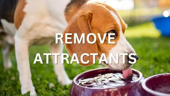 Dogs Can Dress As Their Fave Harry Potter Character In El Paso - NewsBreak