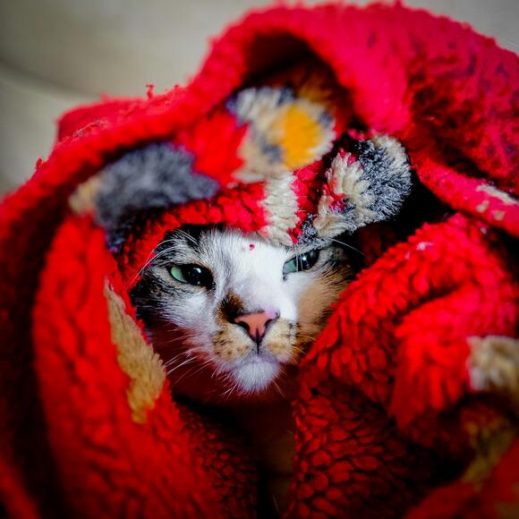 15 Funny Things All Cat Owners Secretly Deal With - NewsBreak