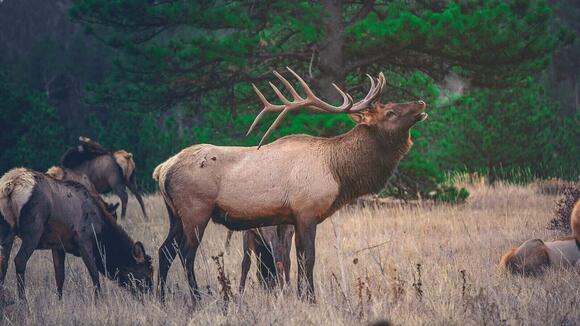 Best U.S. Destinations for Viewing Massive Elk Herds - NewsBreak