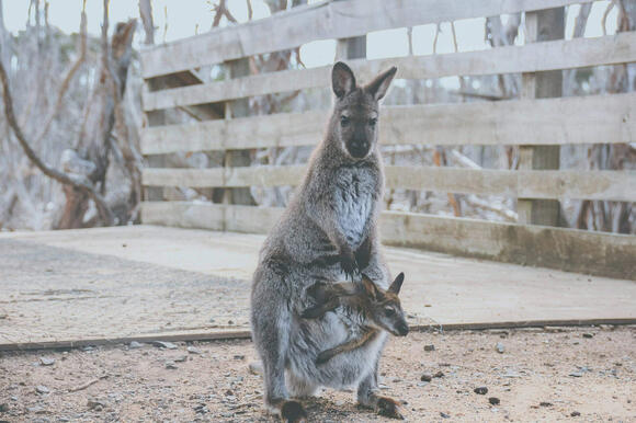 Kangaroo Reproduction: How the Female Controls the Timing of Birth ...