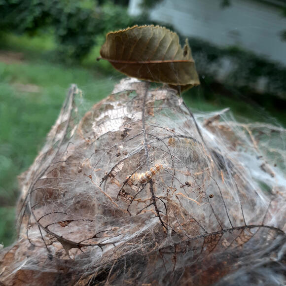 Are those spider webs in my pecan tree? - NewsBreak