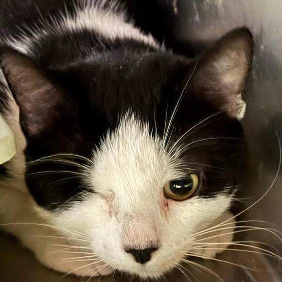 🐱 Playful American Shorthair Cats Ready for Adoption in Mt Vernon ...