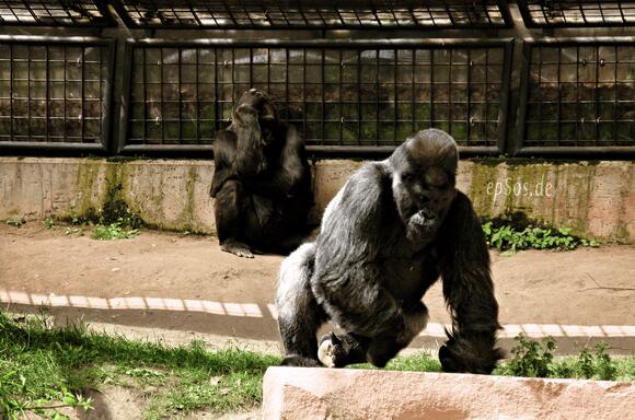 10 Famous Monkeys in Pop Culture and Science - NewsBreak
