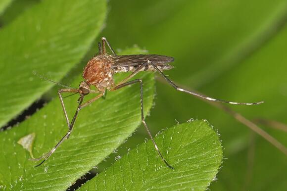 15 Types of Mosquitoes in Kentucky: Complete Identification Guide for ...