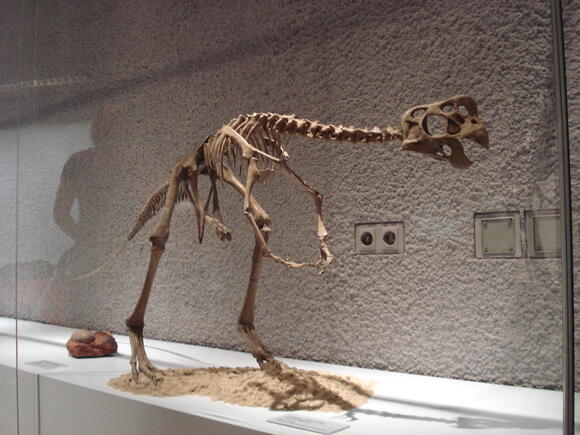 The Fossil That Was Reassembled Backwards (Yes, Really) - NewsBreak