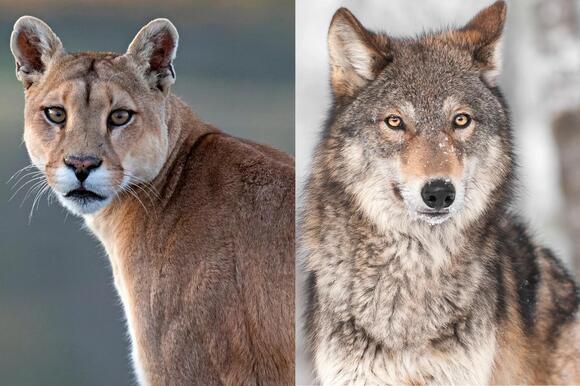 Understanding The Risks Of Camping In Washington's Parks - NewsBreak