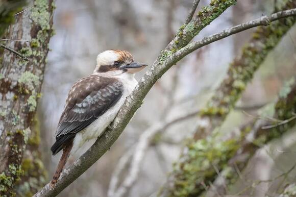 8 Birds With Calls So Strange You’ll Think They’re Not Real - NewsBreak