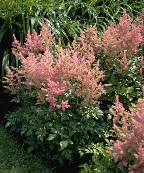 How to Care For Astilbe in the Fall to Keep Plants Healthy and Have ...