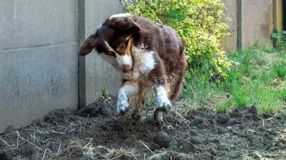 Why Do Some Dog Breeds Love to Dig Holes? - NewsBreak