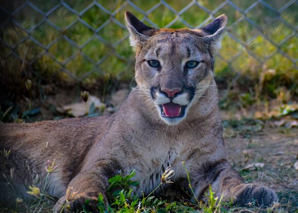 10 Stunning Animals You Can See in Florida - NewsBreak