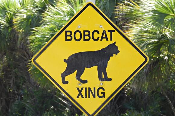 Fort Myers Beach bobcat spotted in broad daylight carrying an invasive ...