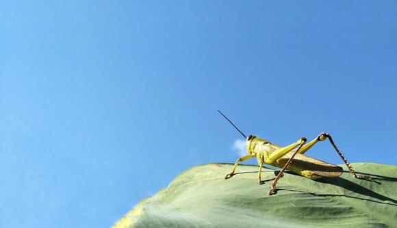 Largest Locust Ever Recorded - NewsBreak