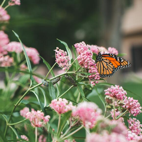 Pollinator Garden Certification Guide: Turn Your Yard Into An Official ...