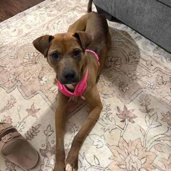 🐶 Playful, Gentle & Loyal Dogs Ready for Adoption in Huntsville - NewsBreak