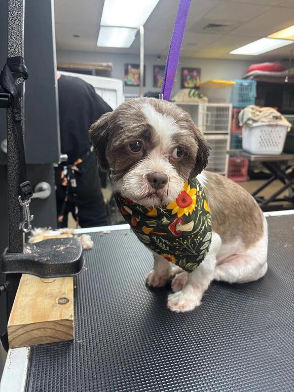 Why NJ Dog Barbers Is A Haven For Neglected Animals - NewsBreak