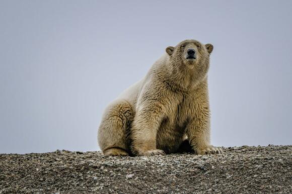 How Climate Change is Affecting Biodiversity and Species Migration ...