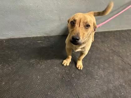 🐶 Playful & Loving Dogs Ready for Adoption in Jourdanton - NewsBreak