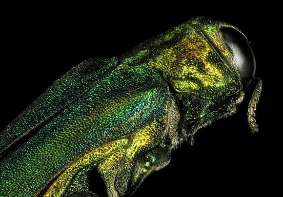 Invasive Insects in Kentucky: How to Identify and Report These 10 ...