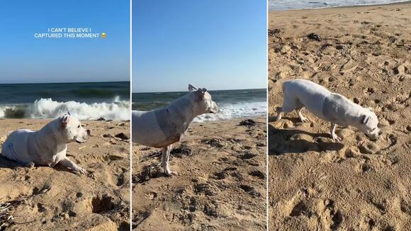 Tripod Pit Bull Attempts to Run After Seeing Another Dog in a ...
