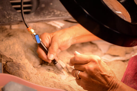 How Fossils Can Fool Us Mistakes and Misinterpretations in Paleontology ...