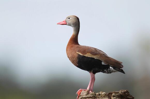 Louisiana announces special black-bellied whistling duck hunting season ...