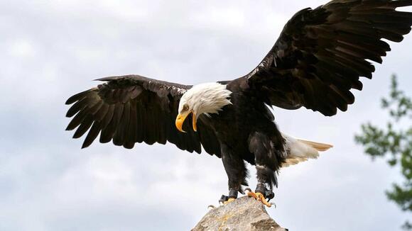 How DDT Nearly Wiped Out Bald Eagles in the 20th Century - NewsBreak