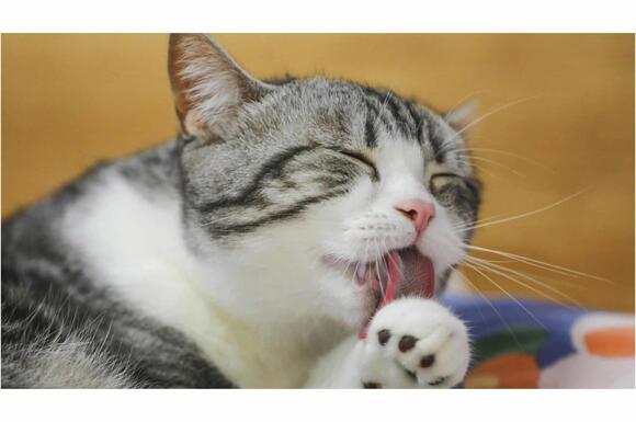 10 Signs Your Cat Might Be Using To Tell You That They Are In Pain ...