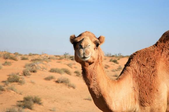 Camels Can Survive for Weeks Without Water, But It’s Not Just Stored in ...