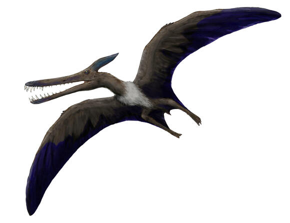 Are Pterodactyls Actually Dinosaurs? The Truth Might Surprise You ...
