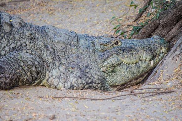 Can Crocodiles Climb Trees? (Spoiler: Yes, and Here’s Why) - NewsBreak