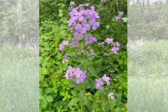 Have You Seen Those Purple Flowers in Minnesota Ditches? Here's Why You ...