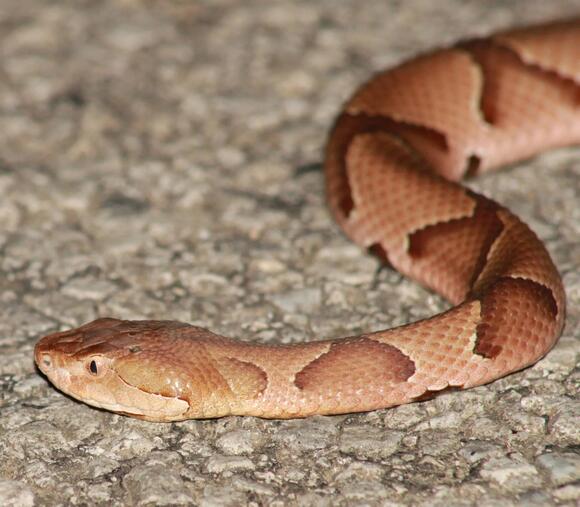 Copperhead Vs Timber Rattlesnake - NewsBreak