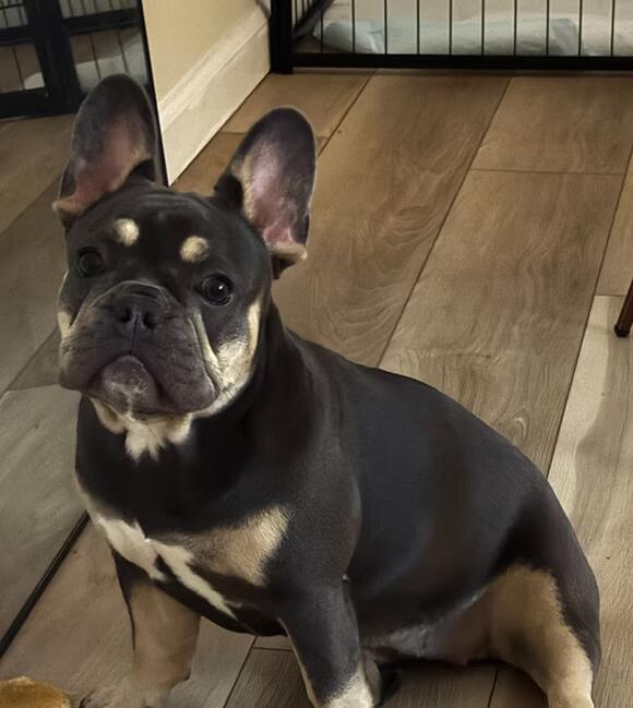 ‘Justice For Ruby:’ Prison Term Sought In Dog’s Death - NewsBreak