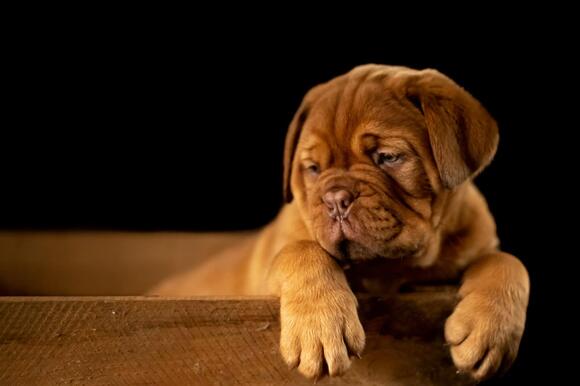 13 Ways Climate Change Is Impacting Dog Populations Worldwide - NewsBreak