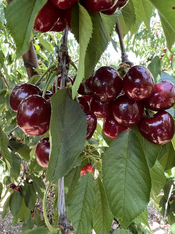 6 Farmers' Markets, Cherry Picking, and Food Festivals in Contra Costa ...