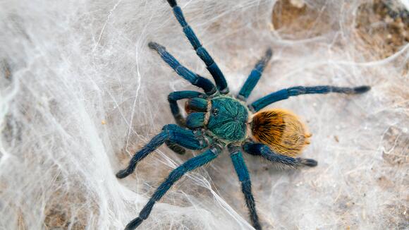 Electric Blue, Cobalt Blue and Green Bottle Blue: Meet The Famous Blue ...