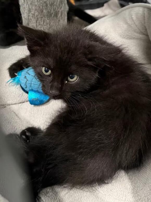 🐱 Playful Kittens Ready for Adoption in Brookhaven, MS - NewsBreak